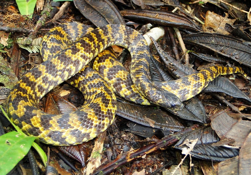 Ground Snakes (Atractus) - Snakes and Lizards
