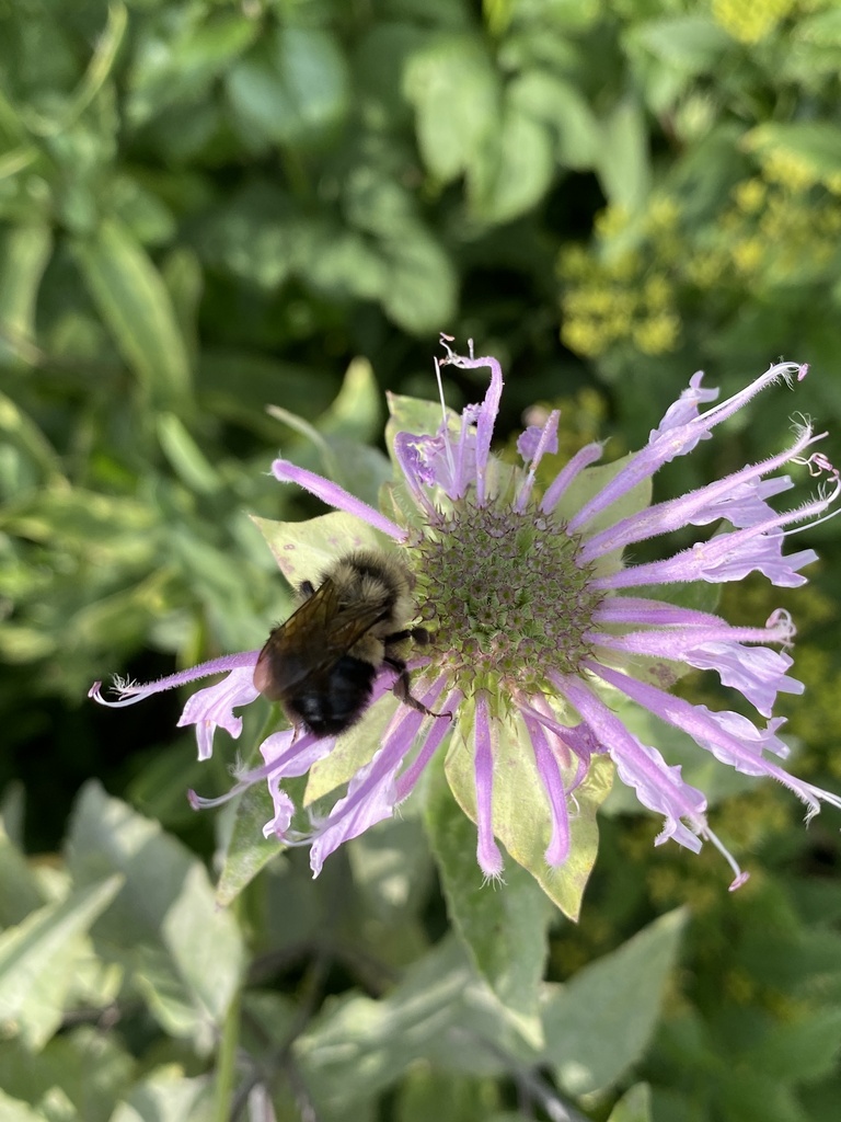 Rusty-patched Bumble Bee in August 2023 by Ivan · iNaturalist