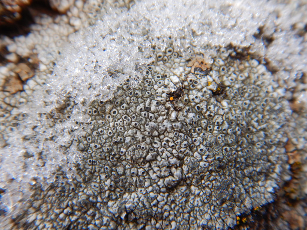 wart lichens, script lichens, and allies from Yukon, YT, Canada on ...