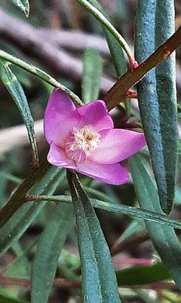 small Crowea from Nowra - Bomaderry NSW, Australia on July 25, 2023 at ...