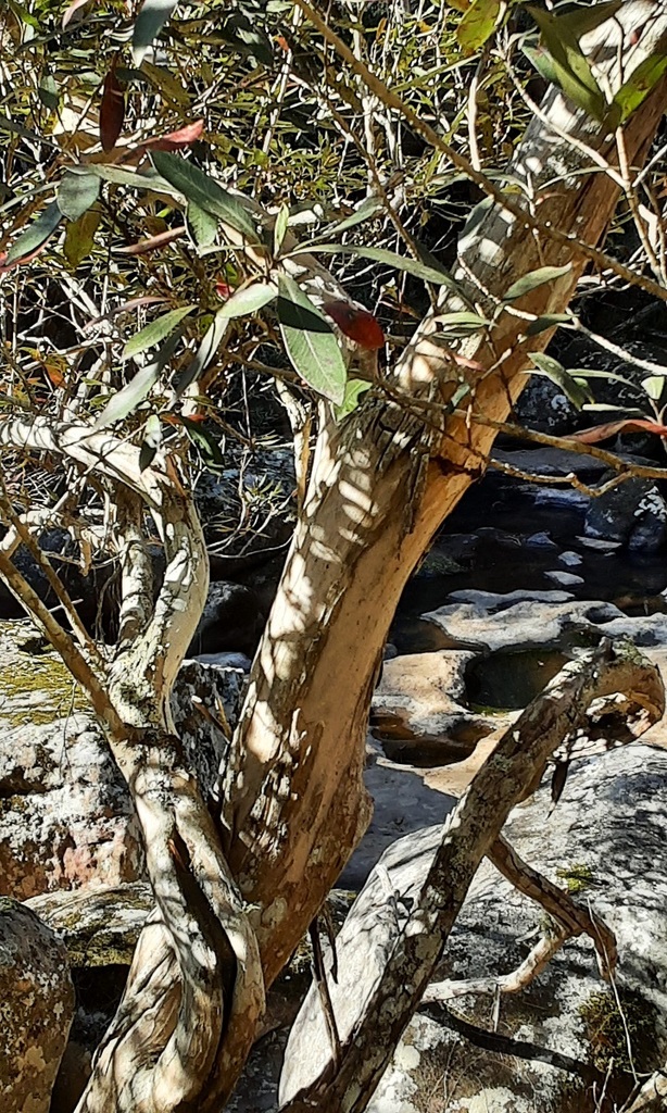 Water Gum from Nowra - Bomaderry NSW, Australia on July 25, 2023 at 01: ...