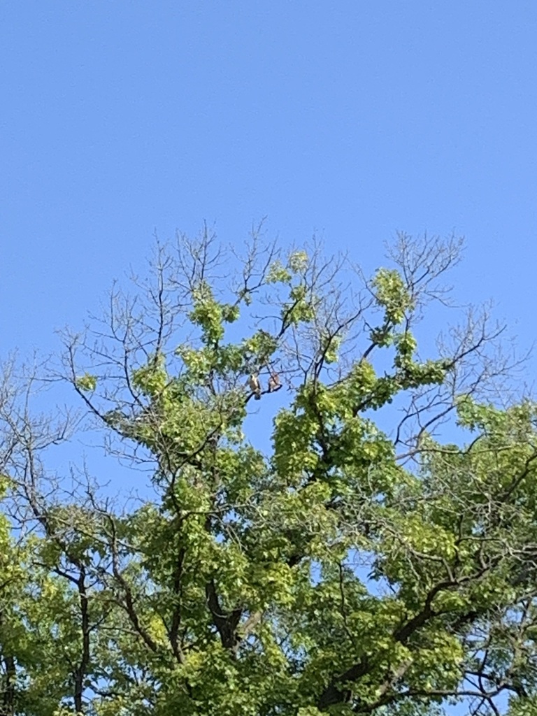 Broad-winged Hawk from Brant, ON, Canada on August 1, 2023 at 09:38 AM ...