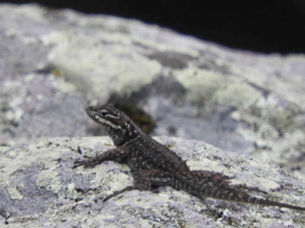 Yarrow's Spiny Lizard from Km 61 carretera federal #40 Durango-Mazatlán ...