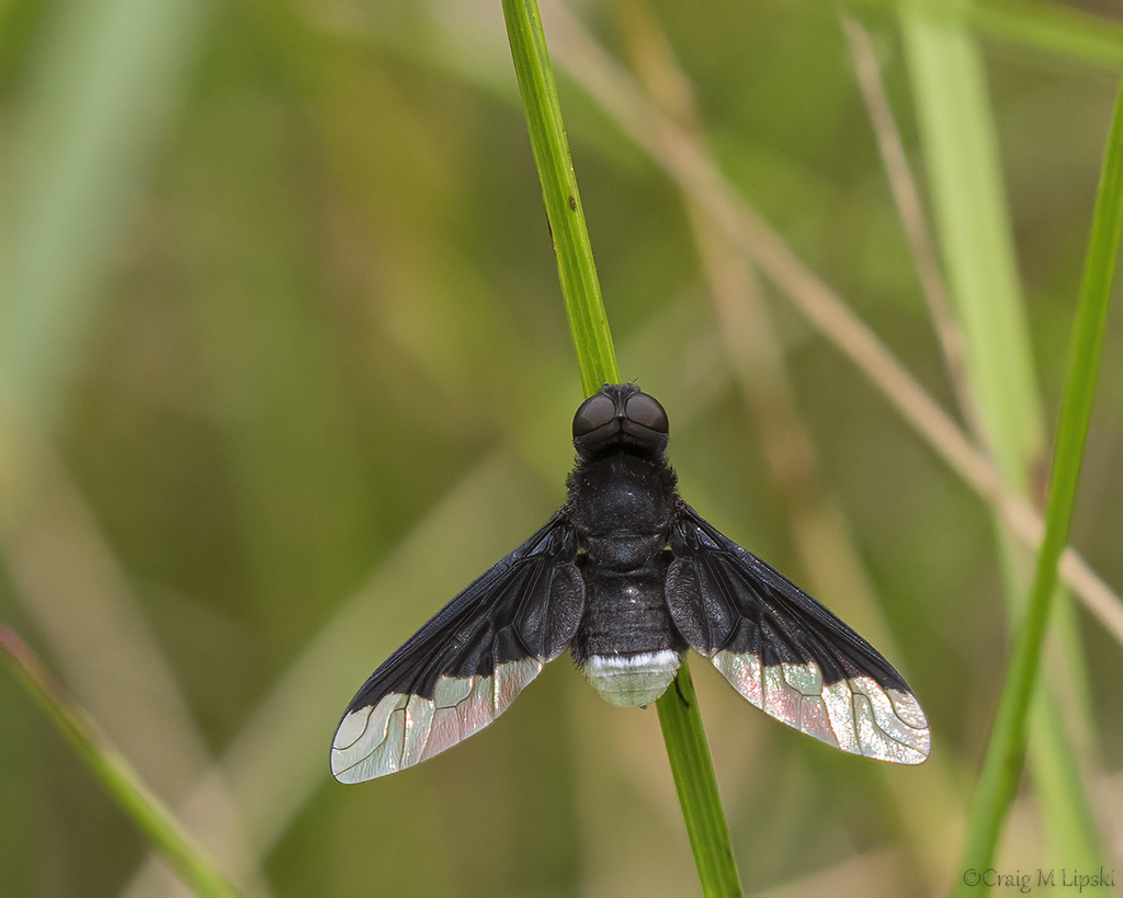 Black Bee Fly from Livingston County, MI, USA on 01 August, 2023 at 02: ...
