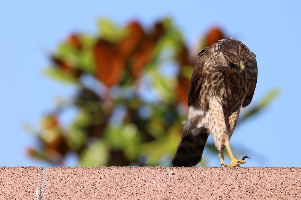 Cooper's Hawk from Citrus Heights, Fontana, CA 92336, USA on June 15 ...