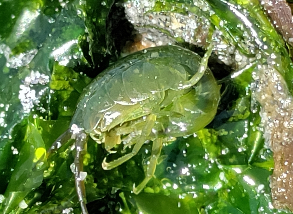Sea Lettuce Sea Flea from Seattle, WA, USA on August 1, 2023 at 01:04 ...