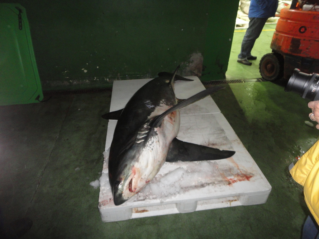Thresher Shark in November 2011 by Gonzalo Mucientes Sandoval. Fish ...