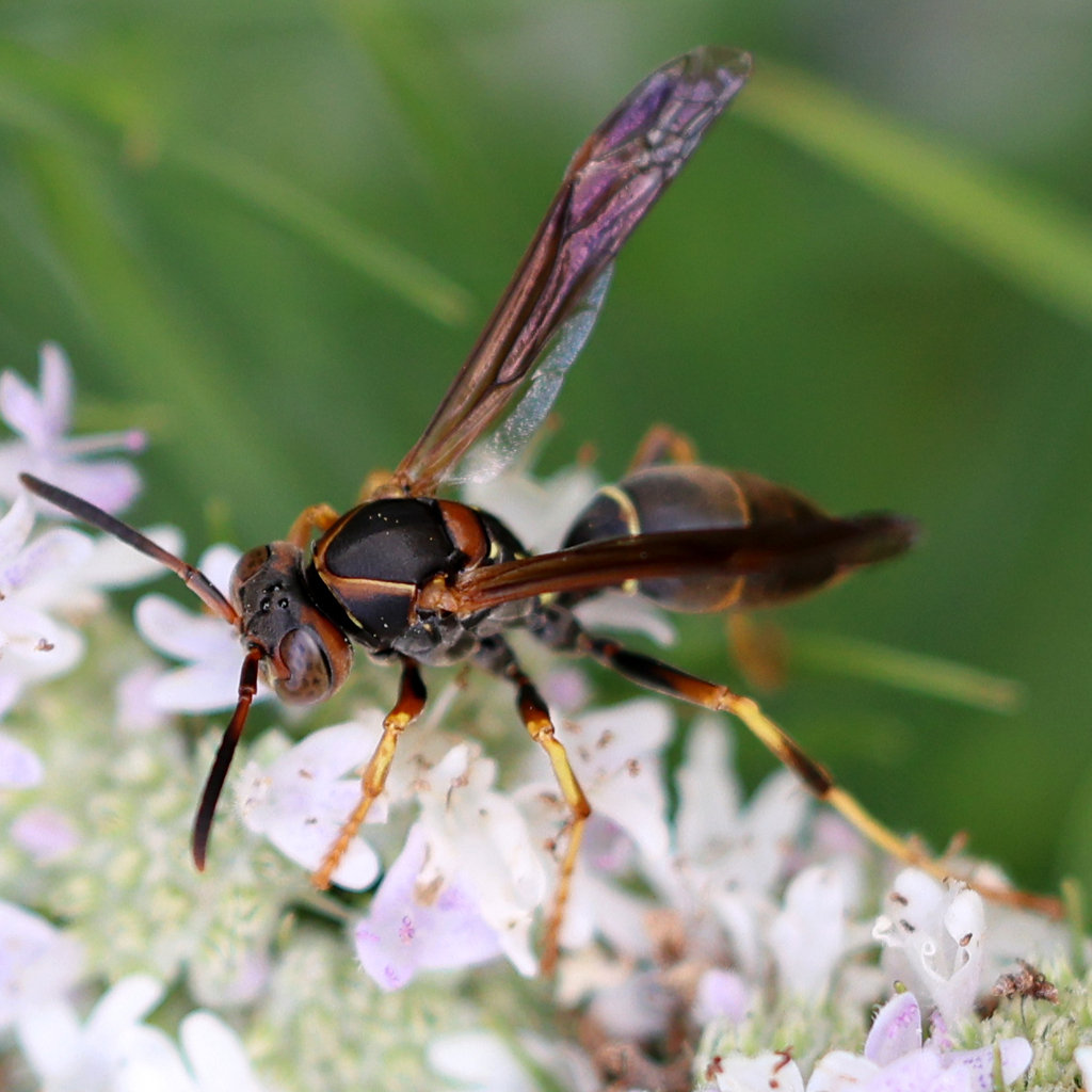 Dark Paper Wasp from Shepard Settlement, Onondaga County, NY, USA on ...