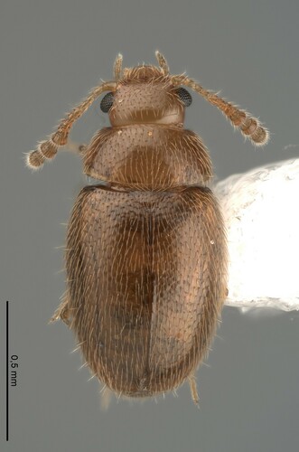 Thrimolus minutus · iNaturalist United Kingdom