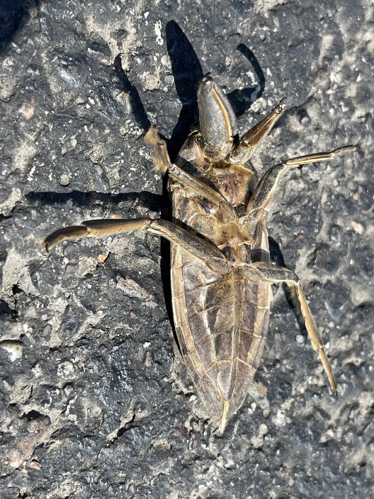 American Giant Water Bug from Coeur d'Alene Casino Resort Hotel, Worley ...