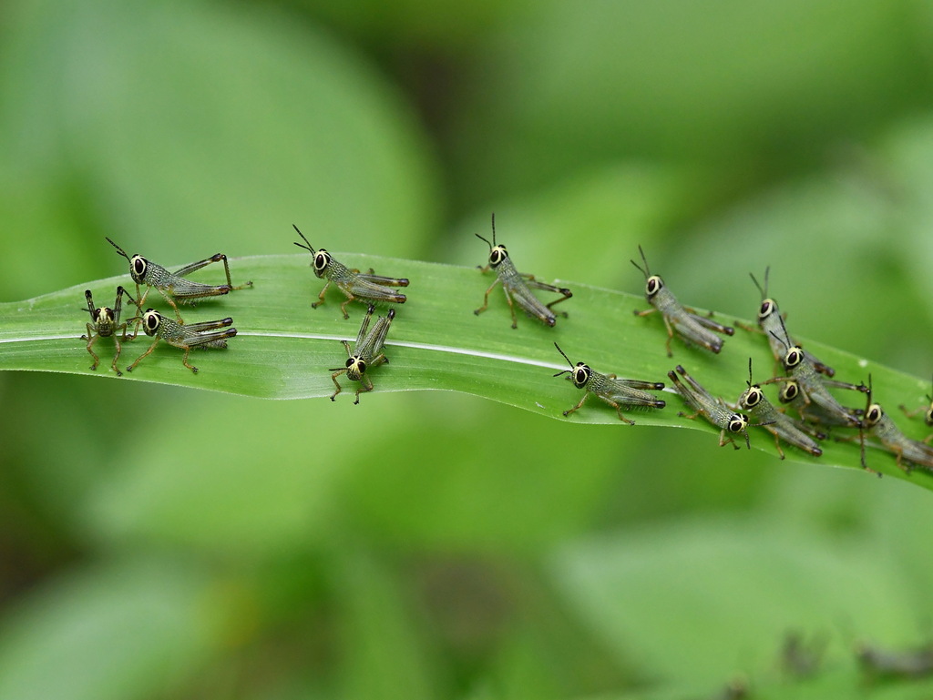 Melicodes tenebrosa from Cabucgayan, Biliran, Philippines on August 1 ...