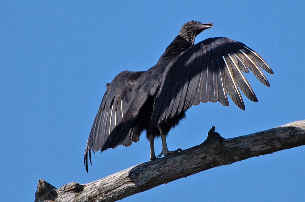 Black Vulture from Kendall County, TX, USA on August 1, 2023 at 08:57 ...