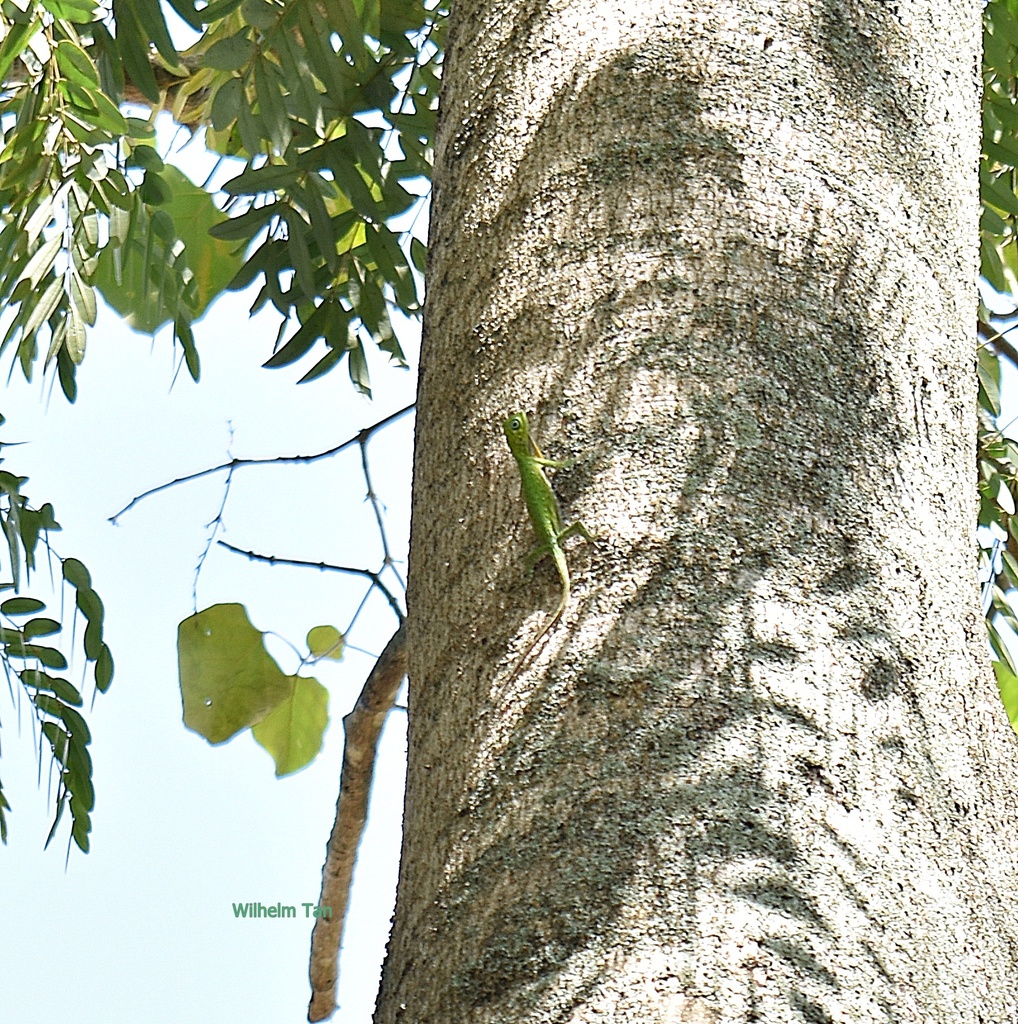 Guenther's Flying Lizard from Zamboanga, Philippines on July 31, 2023 ...