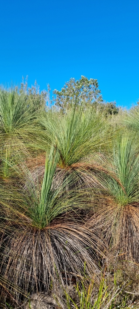 Austral Grass-tree from Rosebud VIC 3939, Australia on August 2, 2023 ...