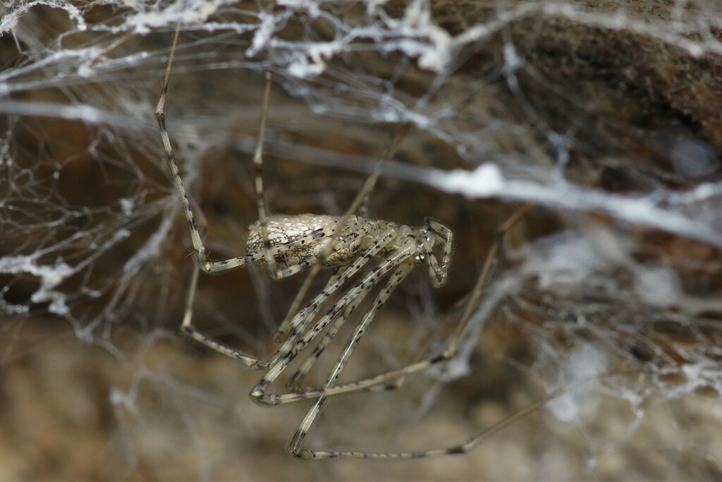 Hypochilus coylei in July 2023 by Max Ramey · iNaturalist