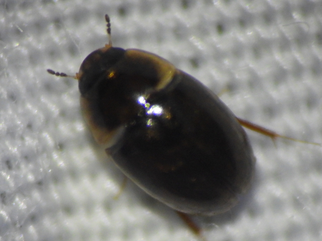 Water Scavenger Beetles from Fort Worth, TX, USA on August 1, 2023 at ...
