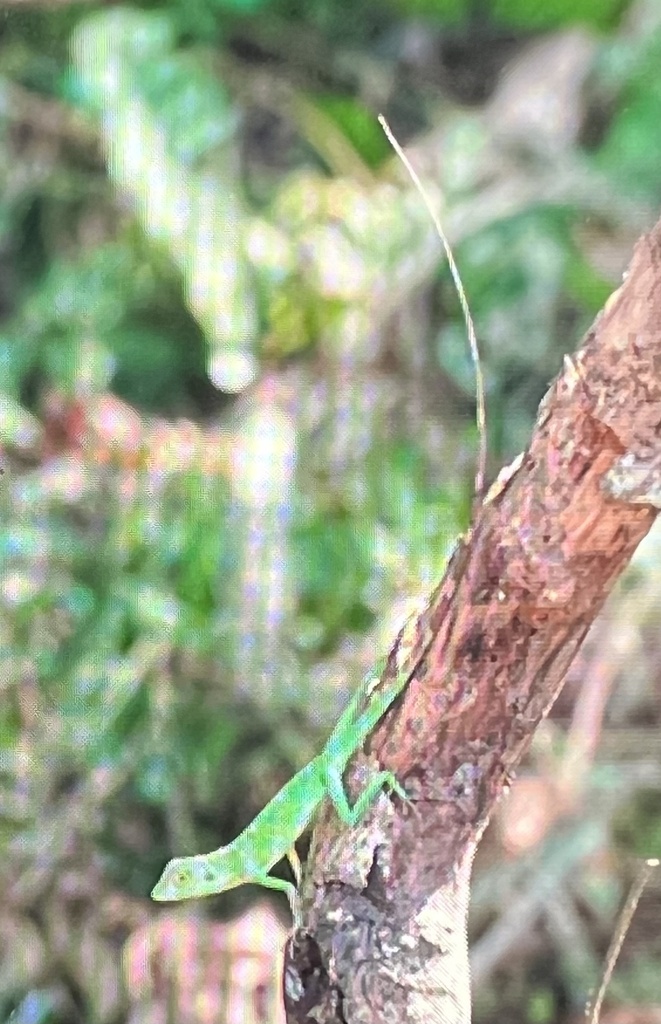 Green Crested Lizard from Aketajawe Lolobata National Park, Halmahera ...