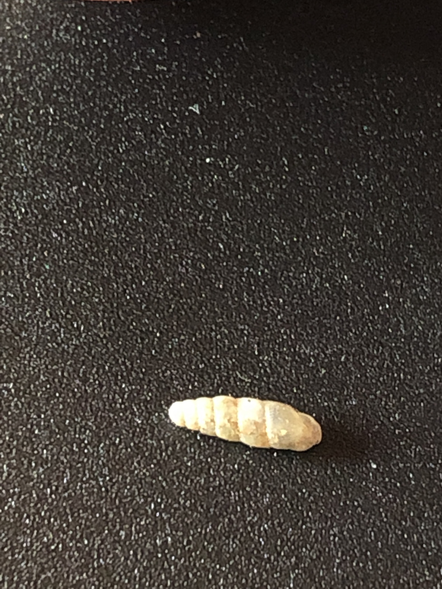 Gulella L.Pfeiffer, 1856