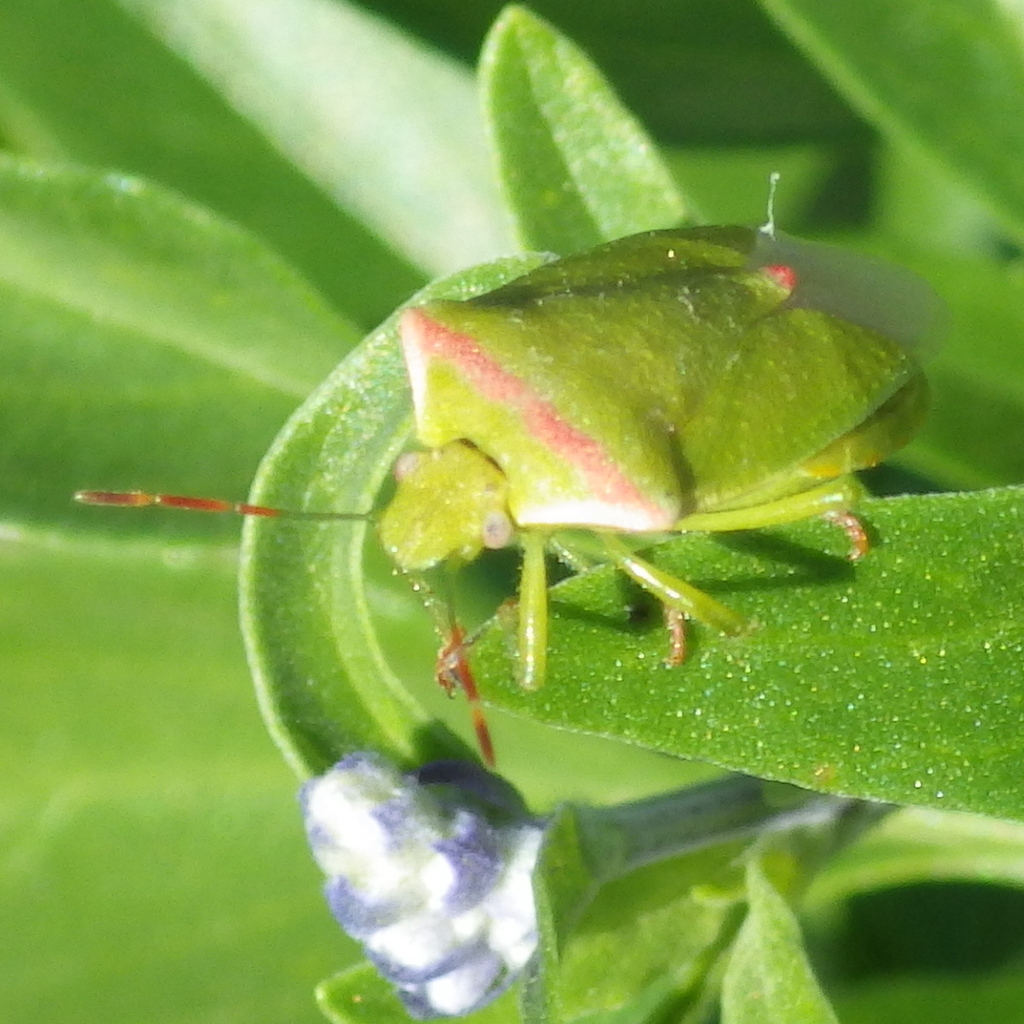 Red-shouldered Stink Bug from University District, Spokane, WA, USA on ...