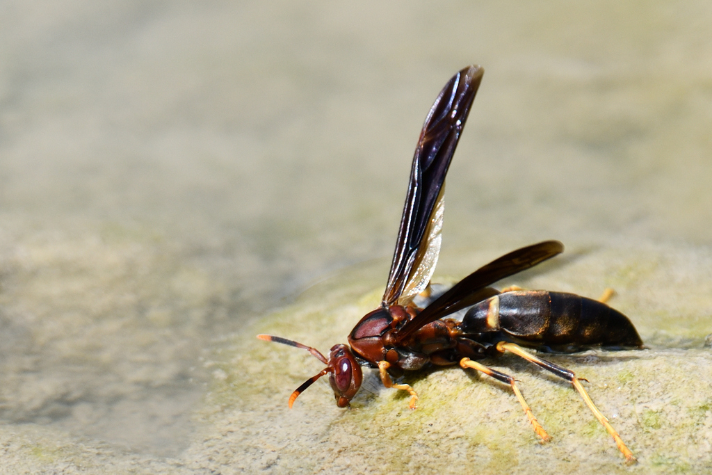 Ringed Paper Wasp from Bustamante, N.L., México on July 31, 2023 at 09: ...