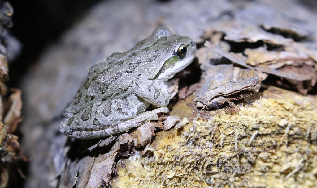Pacific chorus frog from Spokane County, WA, USA on July 28, 2023 at 09 ...