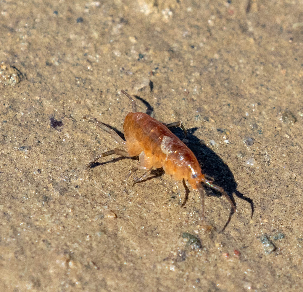 Sandhoppers and Landhoppers from Bay Point, CA, USA on August 1, 2023 ...