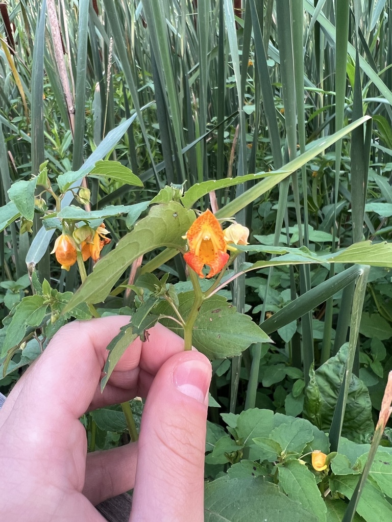 common jewelweed in August 2023 by Tristan Schramer · iNaturalist