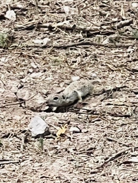 Spotted Ground Squirrel from 78804 S.L.P., México on August 1, 2023 by ...