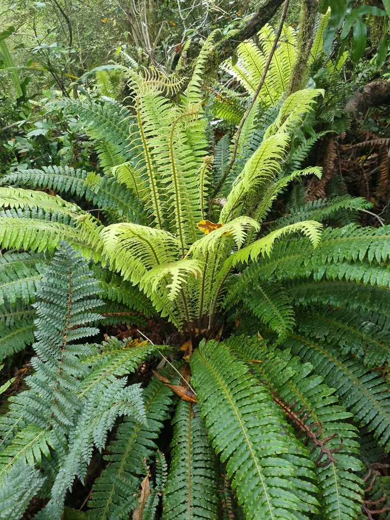 Crown Fern from Robinsons Bay, New Zealand on January 20, 2023 at 03:20 ...