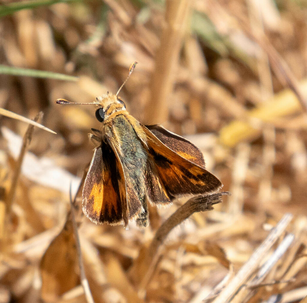 Sandhill Skipper from Oakley, CA 94561, USA on August 1, 2023 at 10:04 ...
