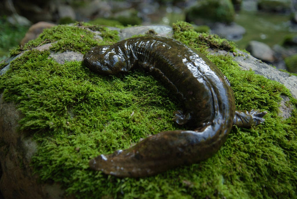 Eastern Hellbender in August 2023 by Drew Morris · iNaturalist