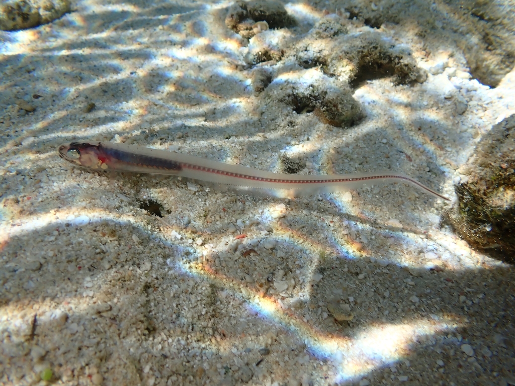 Star Pearlfish (Carapus mourlani) - Marine Life Identification