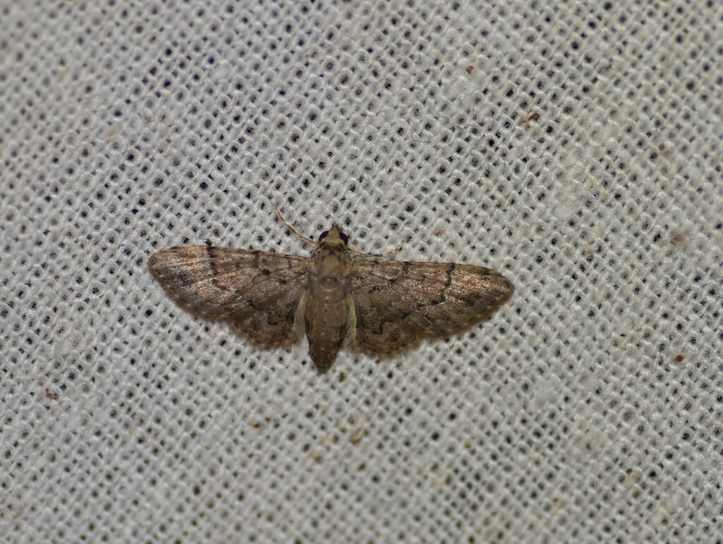 Pug Moths & Allies from Auroville Botanical Gardens on July 26, 2023 at ...