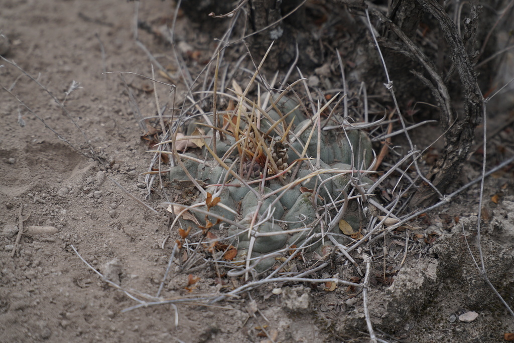 Thelocactus hexaedrophorus from Charco Blanco, S.L.P., México on March ...