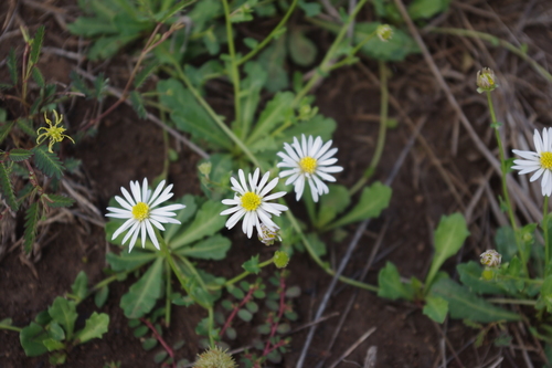 blue burr daisy (Logan RE 12.3.3 Flora) · iNaturalist