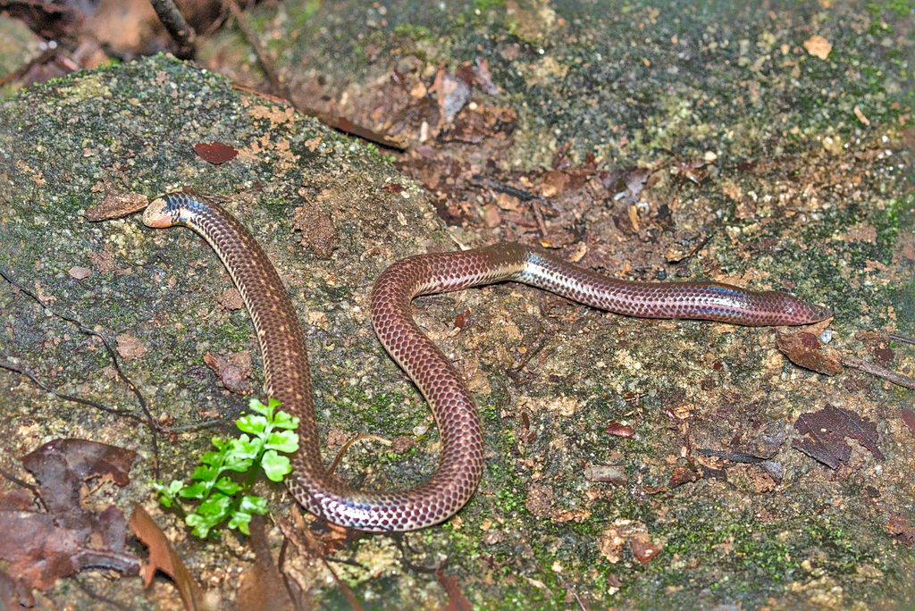 Rhinophis in July 2023 by Subash Jeyan · iNaturalist