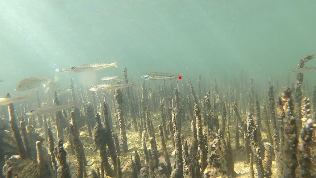 Pikehead Hardyhead (Fishes of Port Phillip Bay, Victoria) · iNaturalist