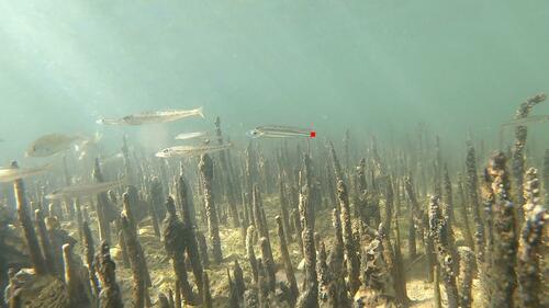 Pikehead Hardyhead (Fishes of Port Phillip Bay, Victoria) · iNaturalist