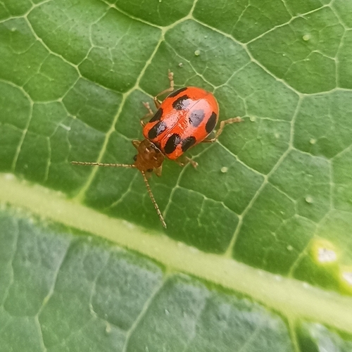 Paridea octomaculata · iNaturalist Ecuador
