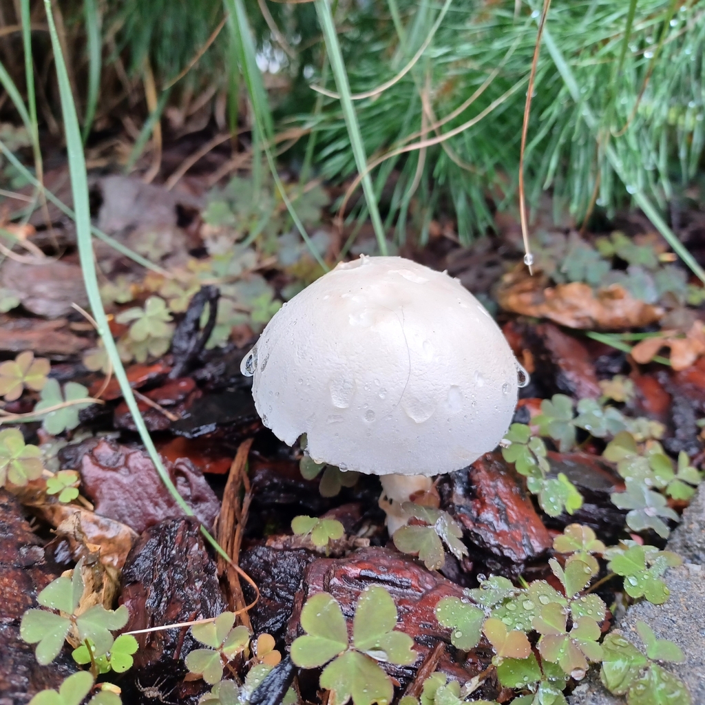White Dapperling from Westerlo, België on August 02, 2023 at 09:02 AM ...