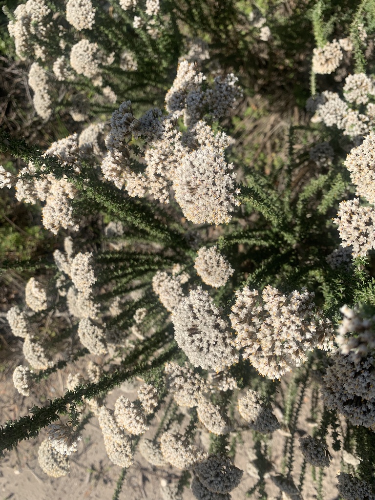 White bristle bush from University of the Western Cape, Bellville, WC ...