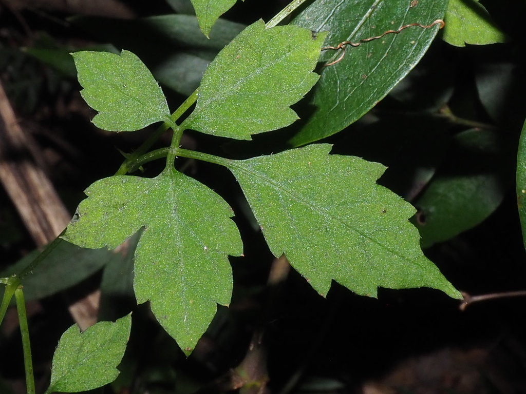Slender Grape from Valla NSW 2448, Australia on July 30, 2023 at 01:55 PM by Nathanael Green ...
