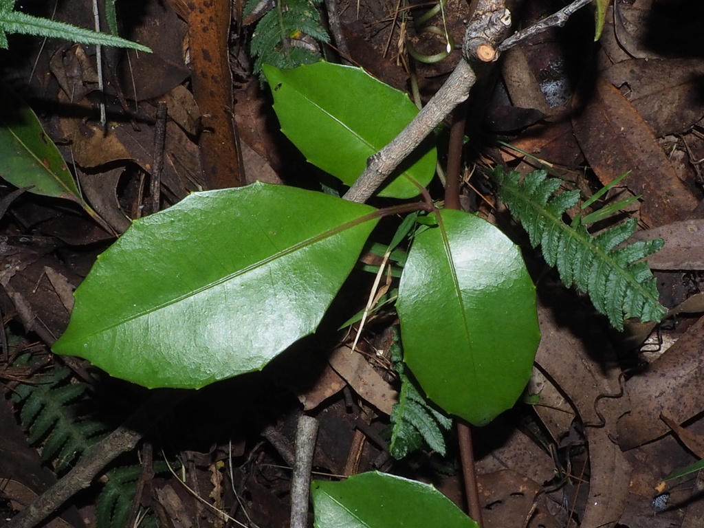 Native Grape from Valla NSW 2448, Australia on July 30, 2023 at 02:01 PM by Nathanael Green ...