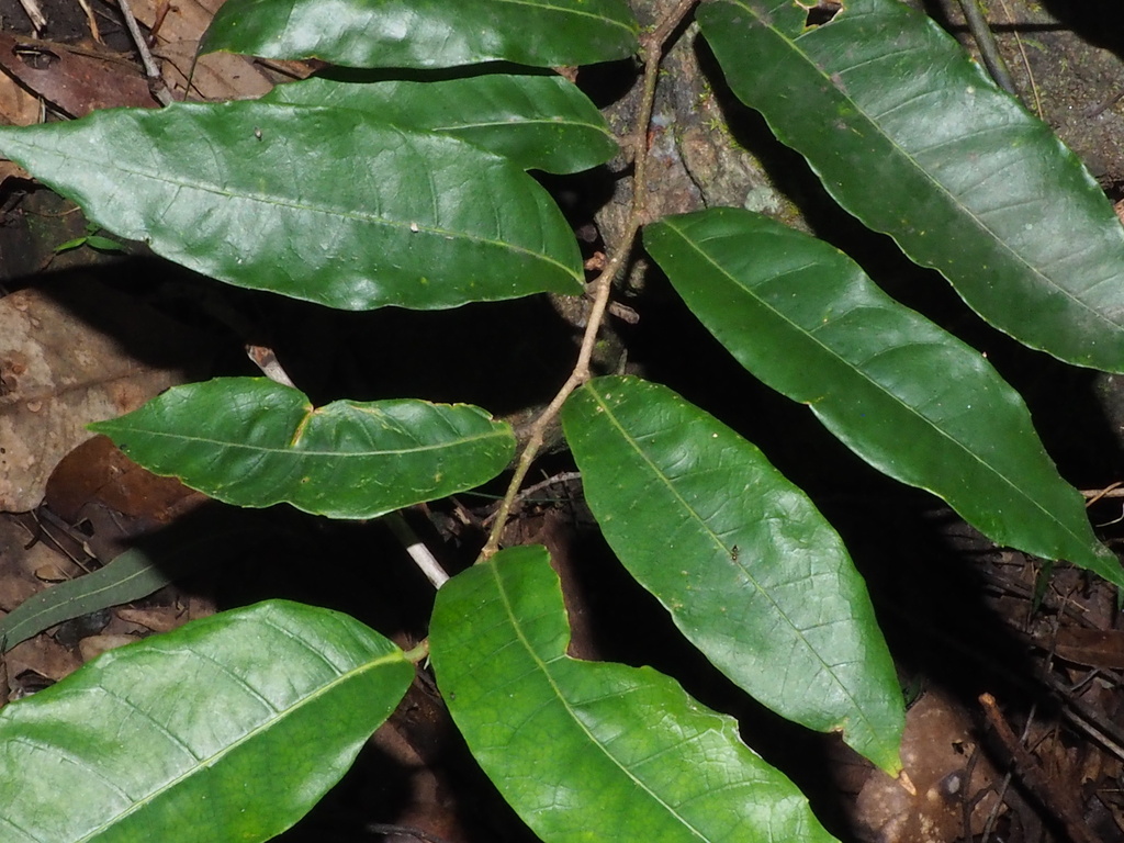 Zig-zag Vine from Valla NSW 2448, Australia on July 30, 2023 at 02:08 PM by Nathanael Green ...