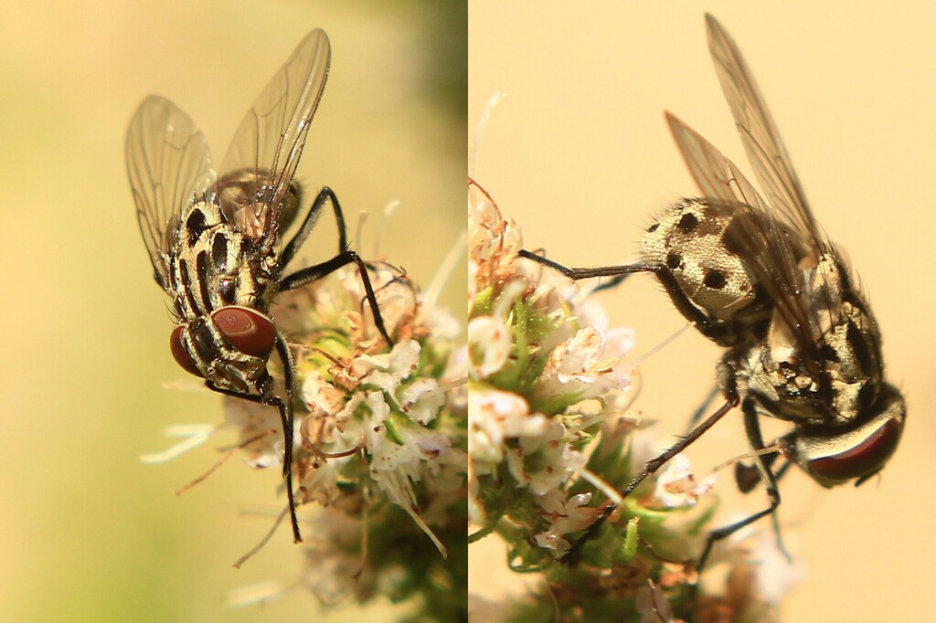 Graphomya maculata from 05300 Laragne-Montéglin, France on August 2 ...