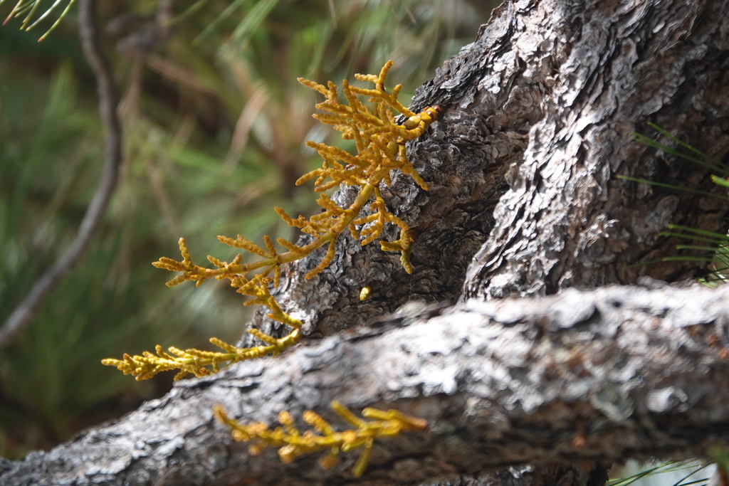 Mistletoes from Coronado National Forest, Tucson, AZ, US on July 23 ...
