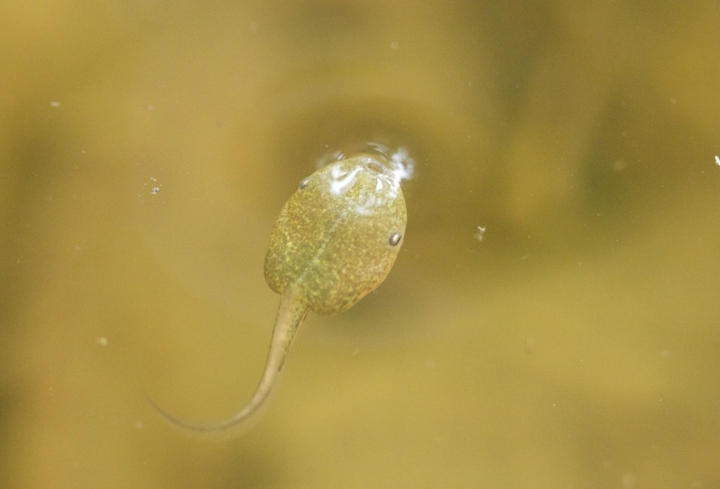 Boreal Digging Frog from Shunyi District, Beijing, China on August 2 ...