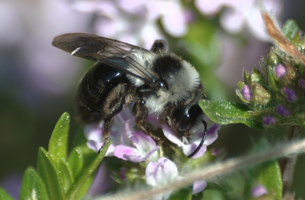 Ashy Mining Bee (Hampstead Heath Scavenger Hunt) · iNaturalist