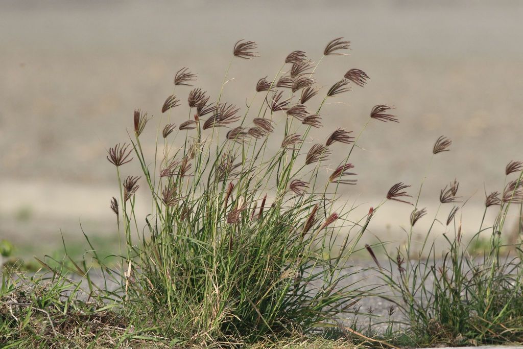 Chloris barbata (Tenerife Plants Poales) · iNaturalist