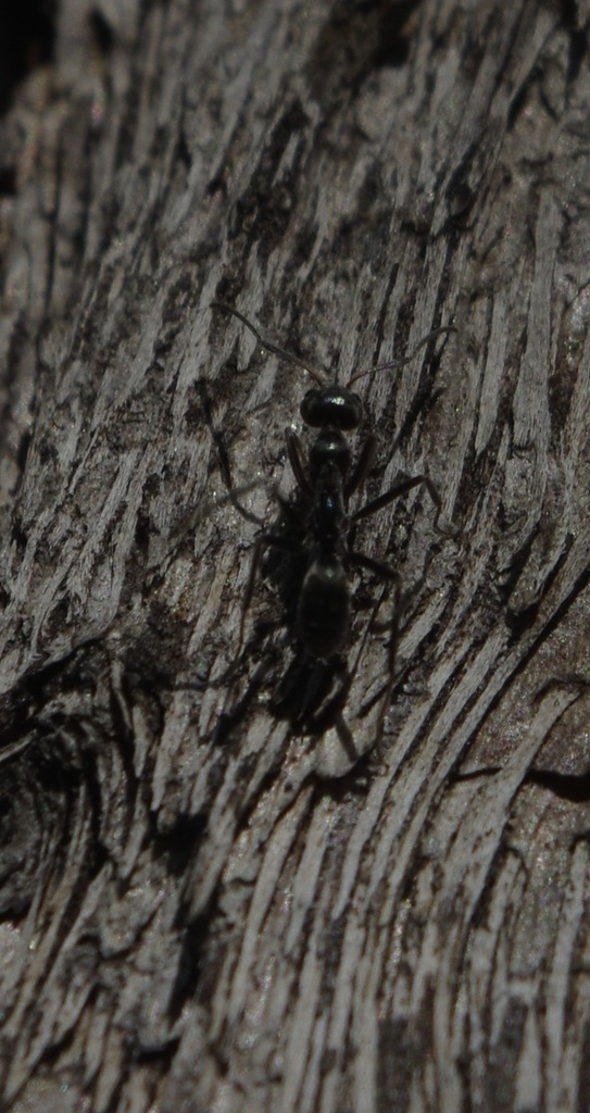 Rainbow Ants from Maryborough QLD 4650, Australia on August 1, 2023 at ...